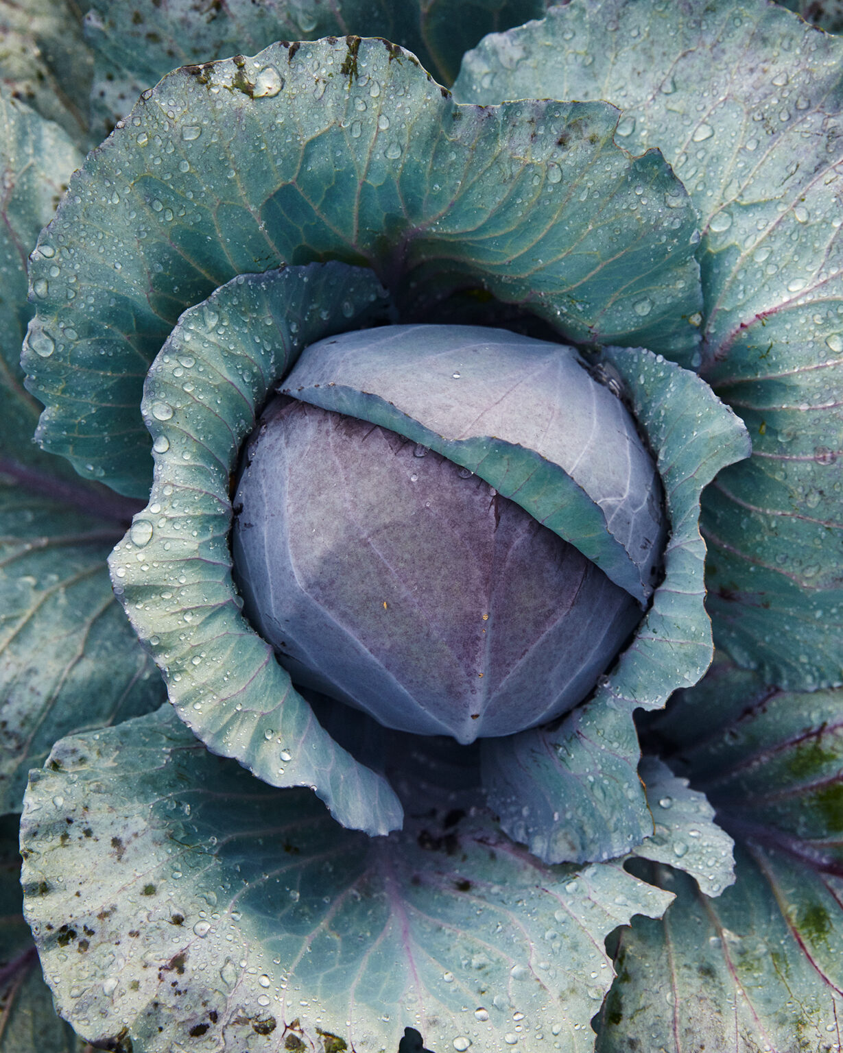 Best Time to Visit Prince Edward County | The Royal Hotel