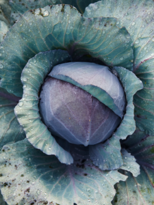 A Farm-to-Table Restaurant in Picton | The Royal Hotel